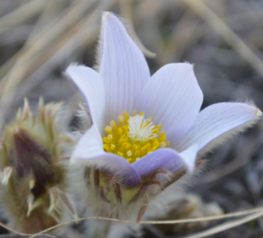 “Crocus Poem” by Beverley Brenna – USask's MFA in Writing Variety Show